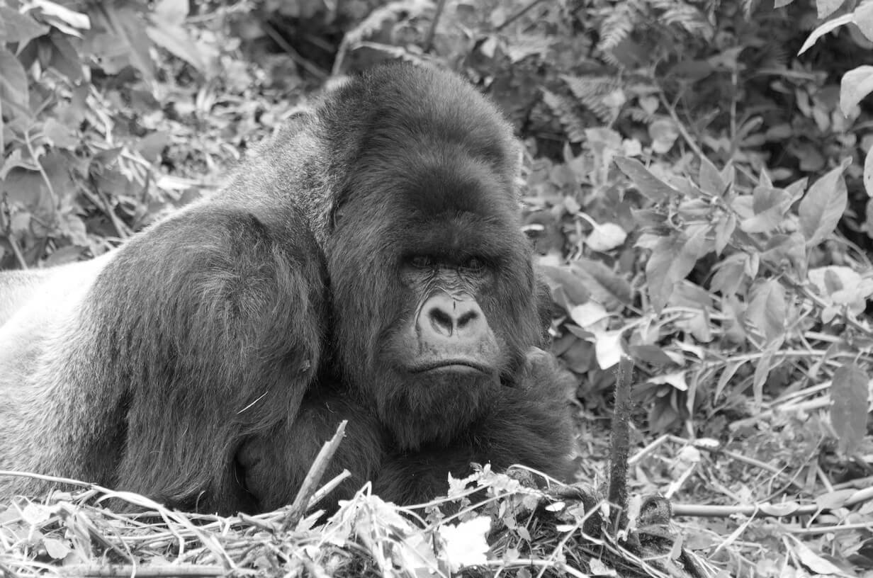 Homepage » Gorilla Friendly